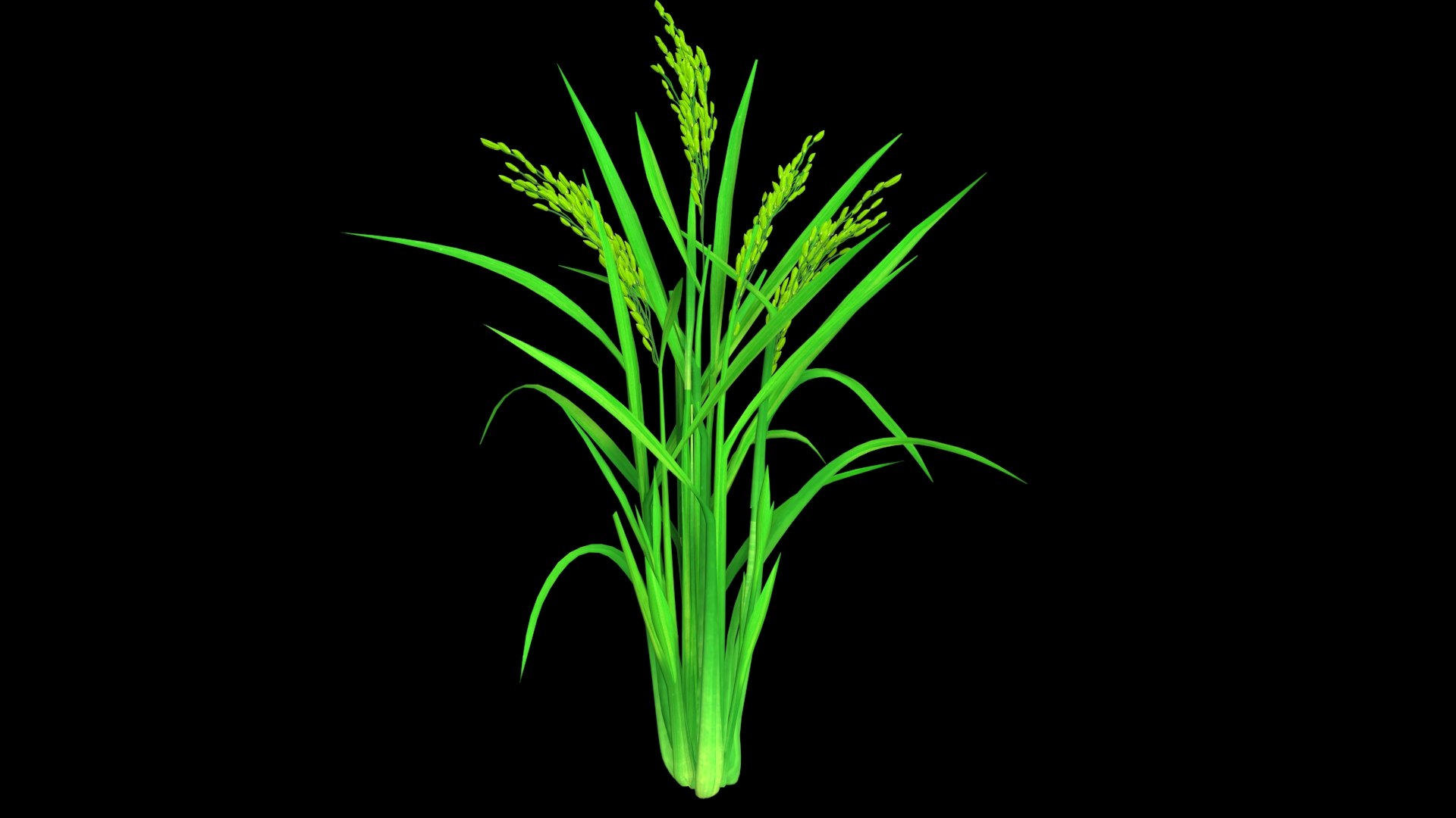 3D PADDY OPTION 8 PADDY FLOWER FINAL - TurboSquid 1837671