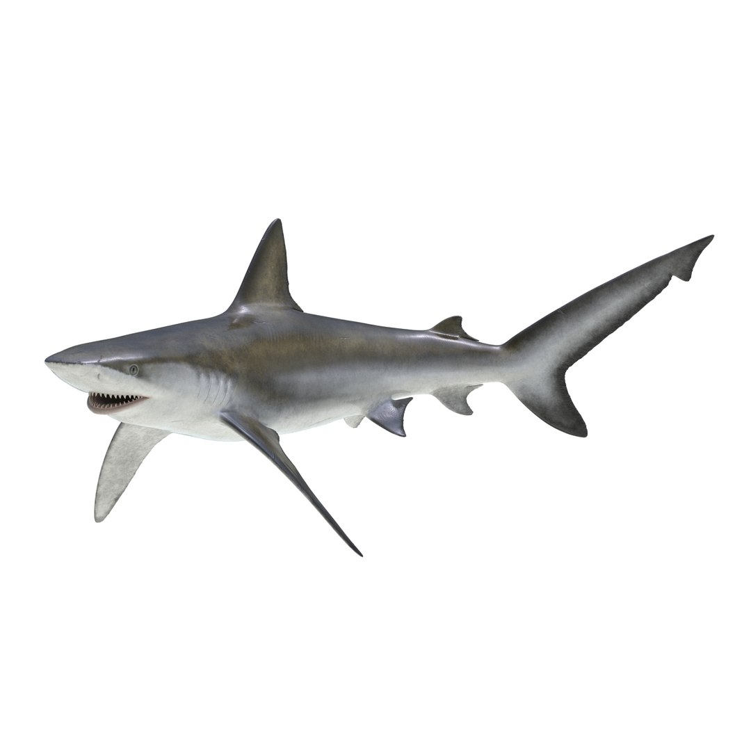 max bignose shark rigged