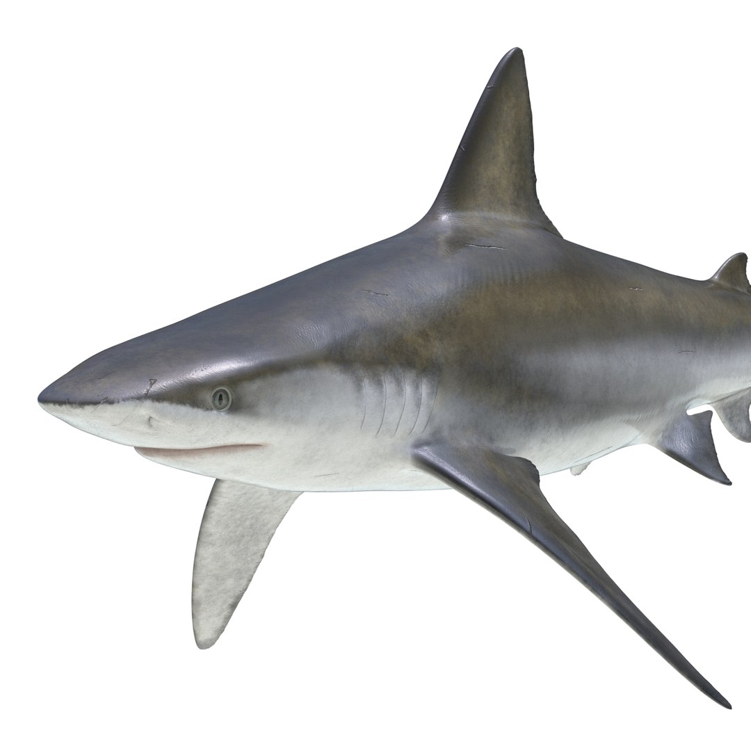max bignose shark rigged