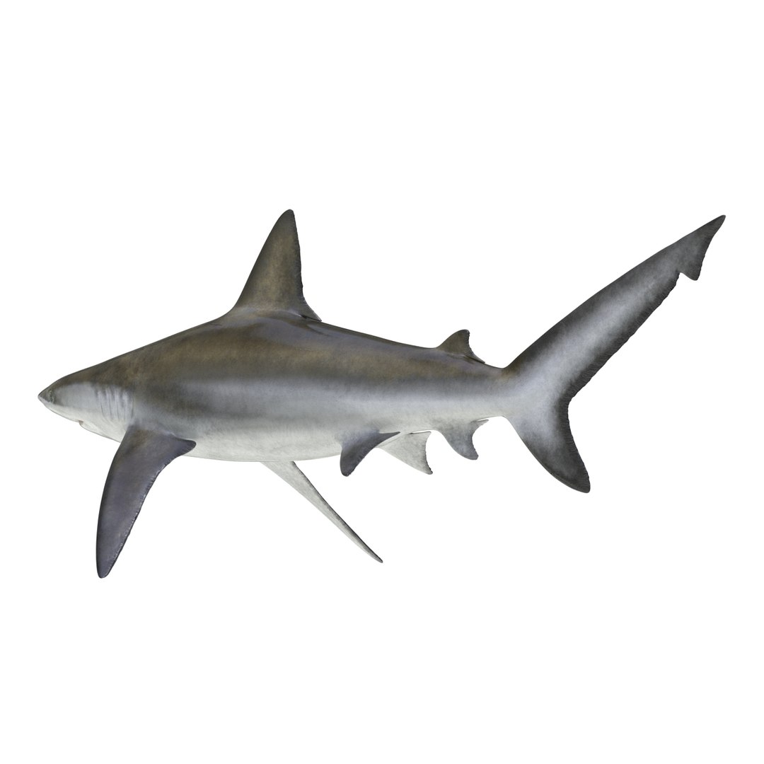 max bignose shark rigged
