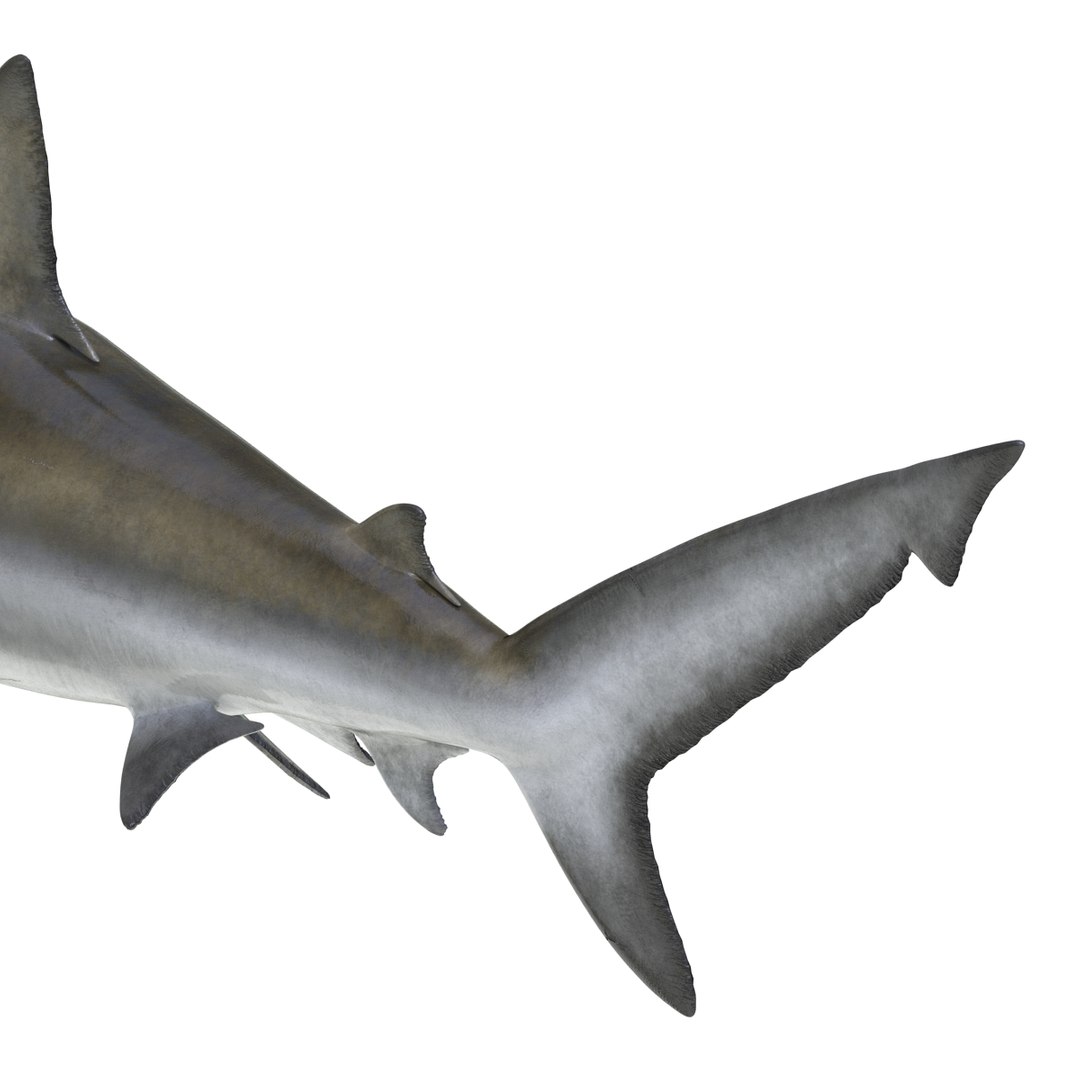 max bignose shark rigged
