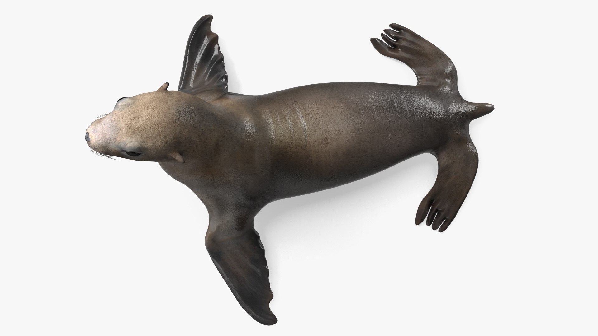 California Sea Lion Rigged For Maya 3D - TurboSquid 2225110