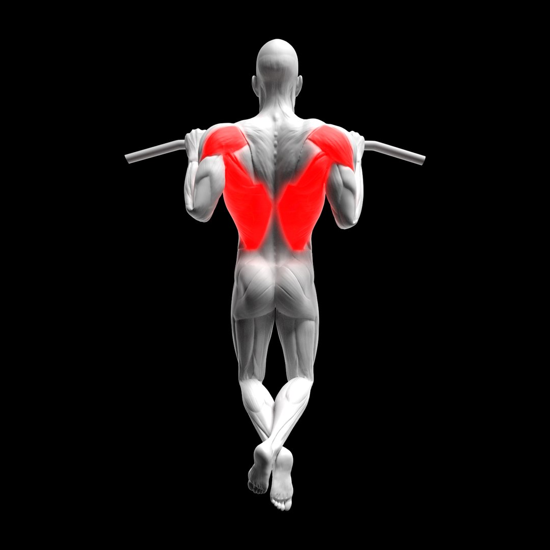 Back Exercises Pack - Pull Ups - Pulldown - Low Row - Barbell Row Model ...