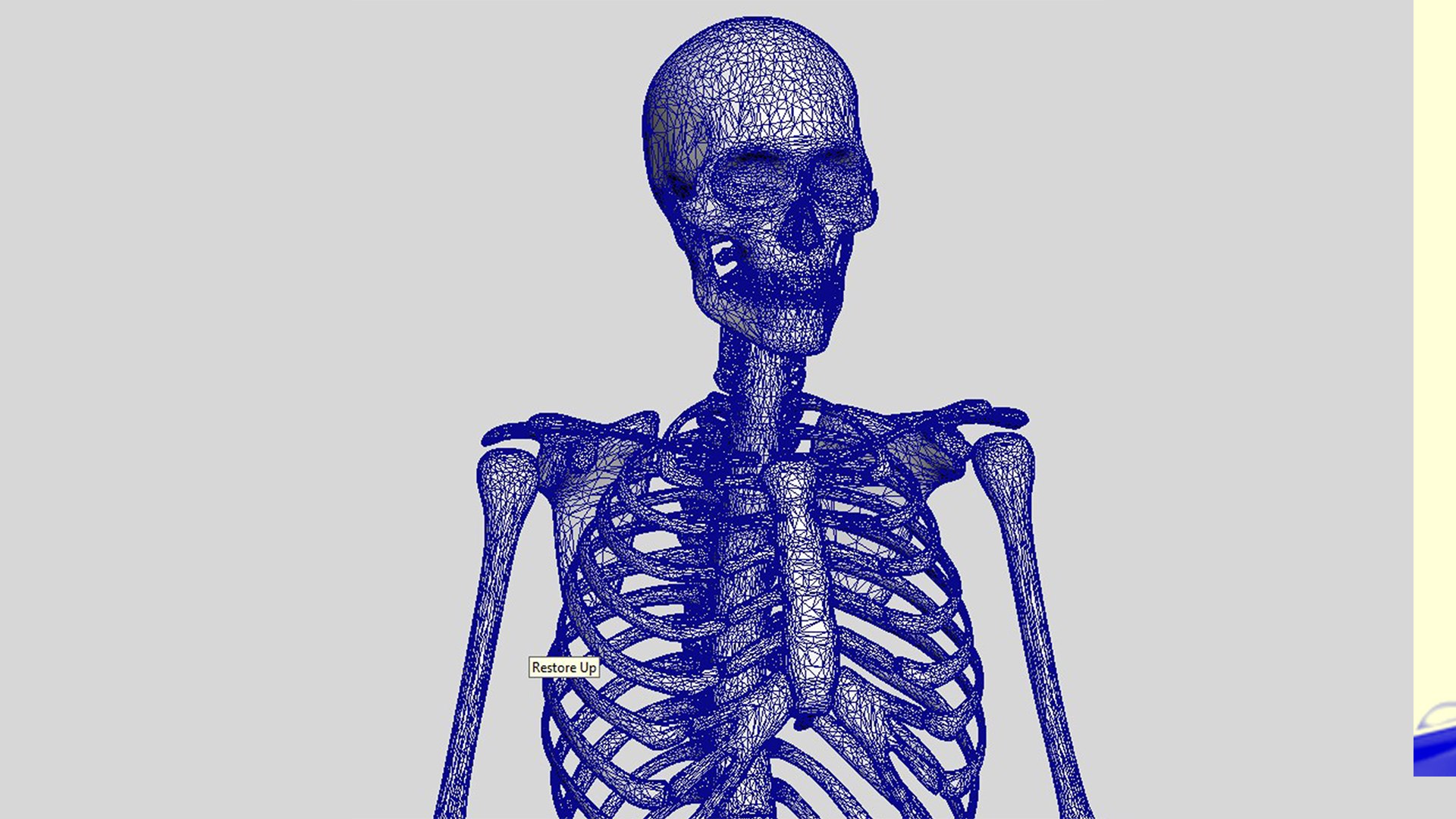 3D Skeleton 3D Model - TurboSquid 2429005