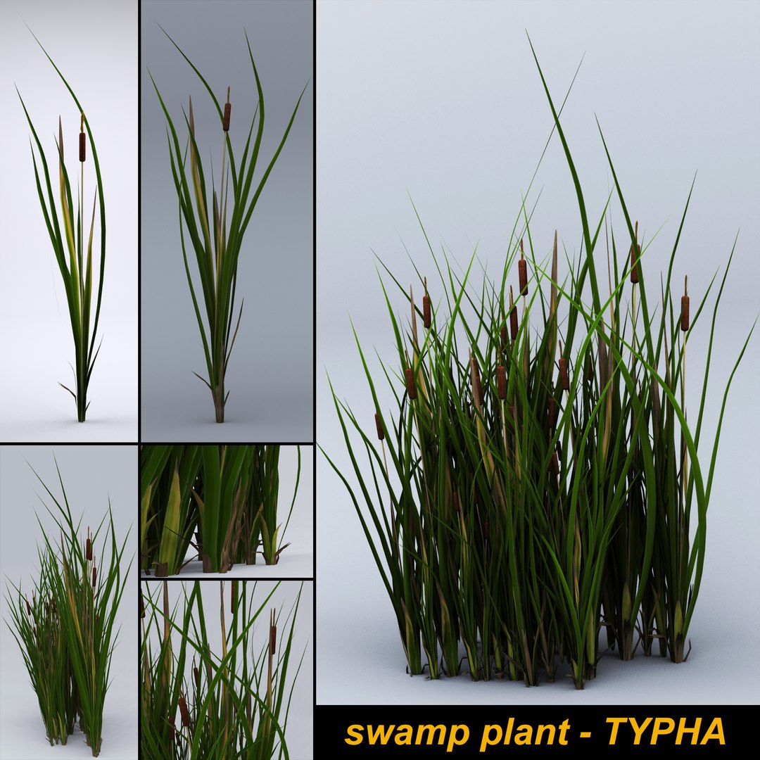 Plant Typha Swamp 3D Model - TurboSquid 1351799