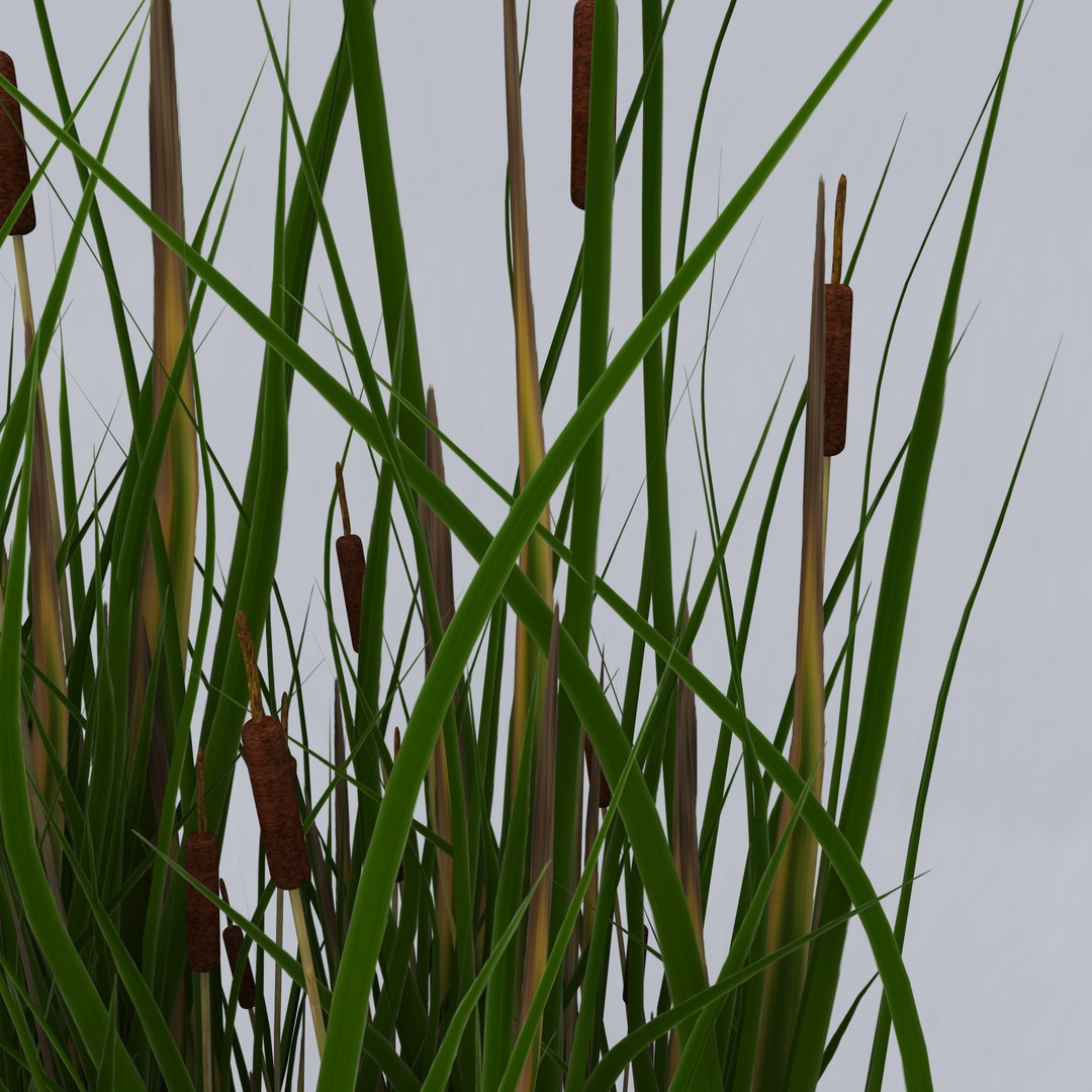 Plant Typha Swamp 3D Model - TurboSquid 1351799