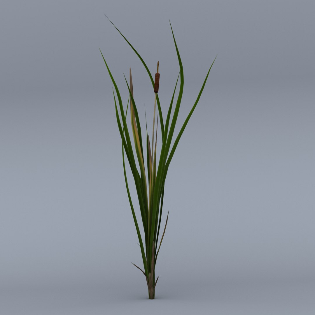 Plant Typha Swamp 3D Model - TurboSquid 1351799
