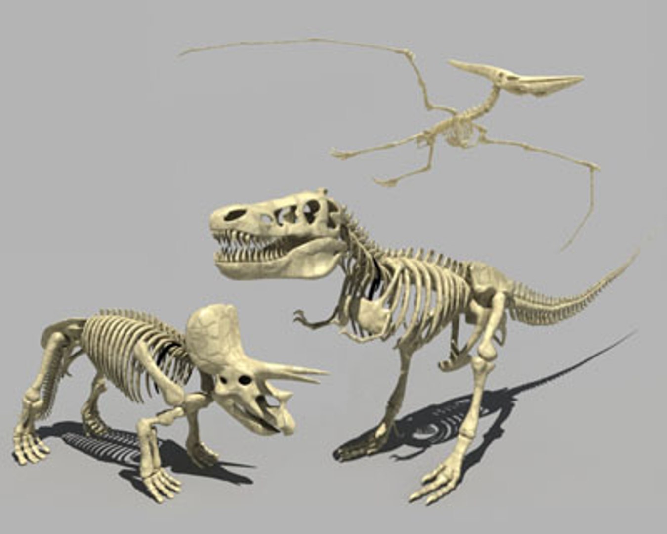 T-rex Skeletons 3d Model