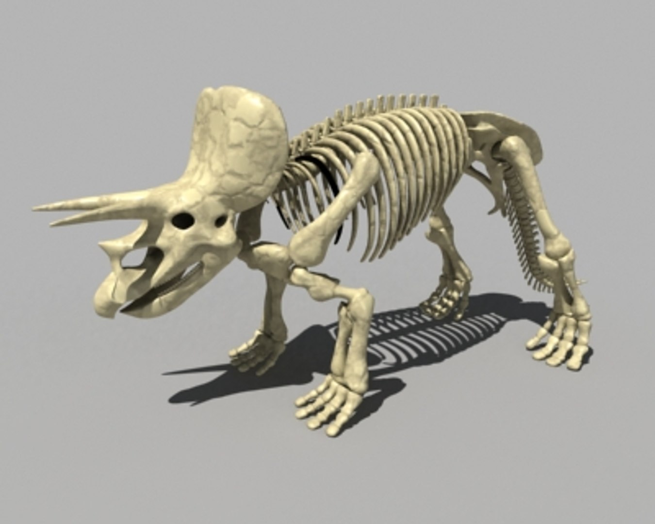 T-rex Skeletons 3d Model