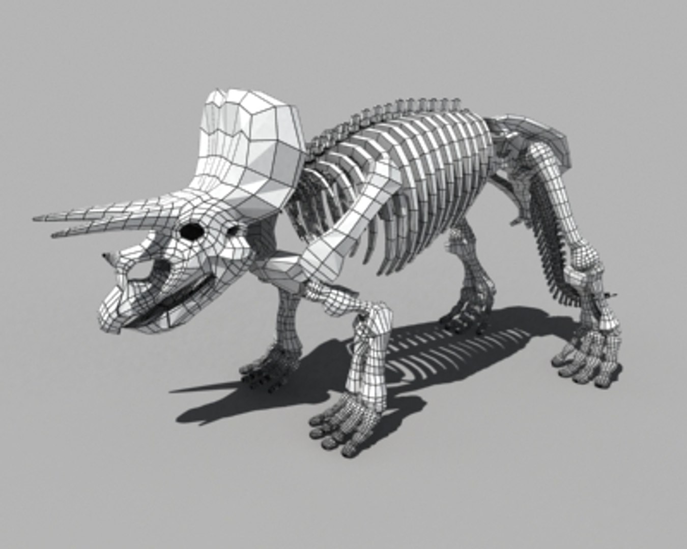 T-rex Skeletons 3d Model