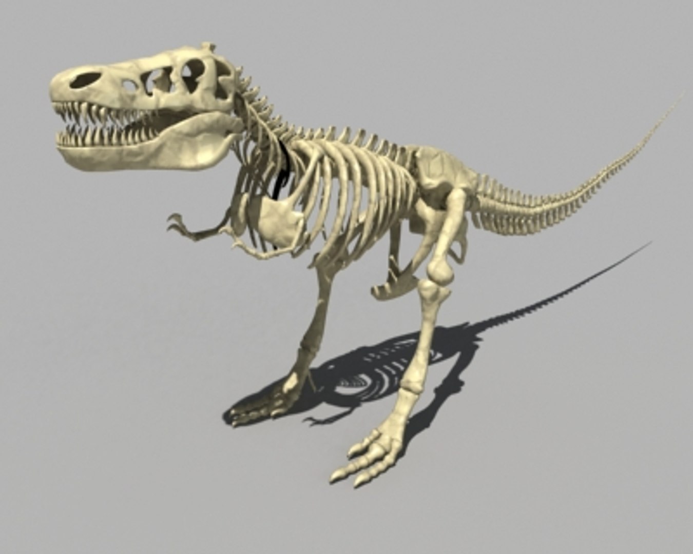 T-rex Skeletons 3d Model