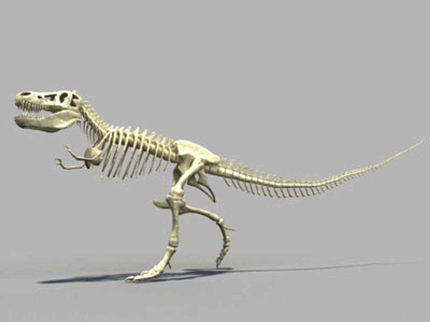 T-rex Skeletons 3d Model