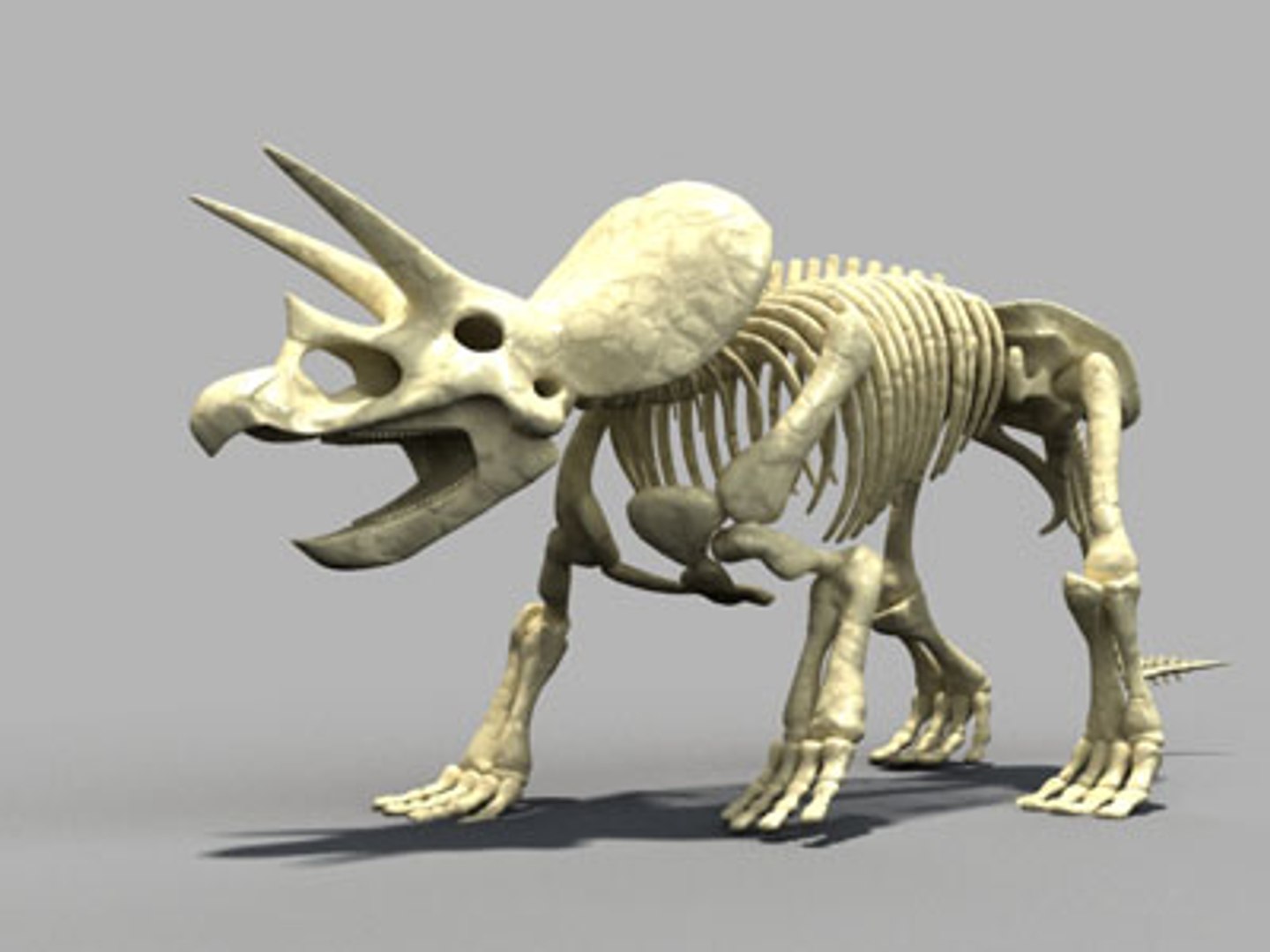 T-rex Skeletons 3d Model