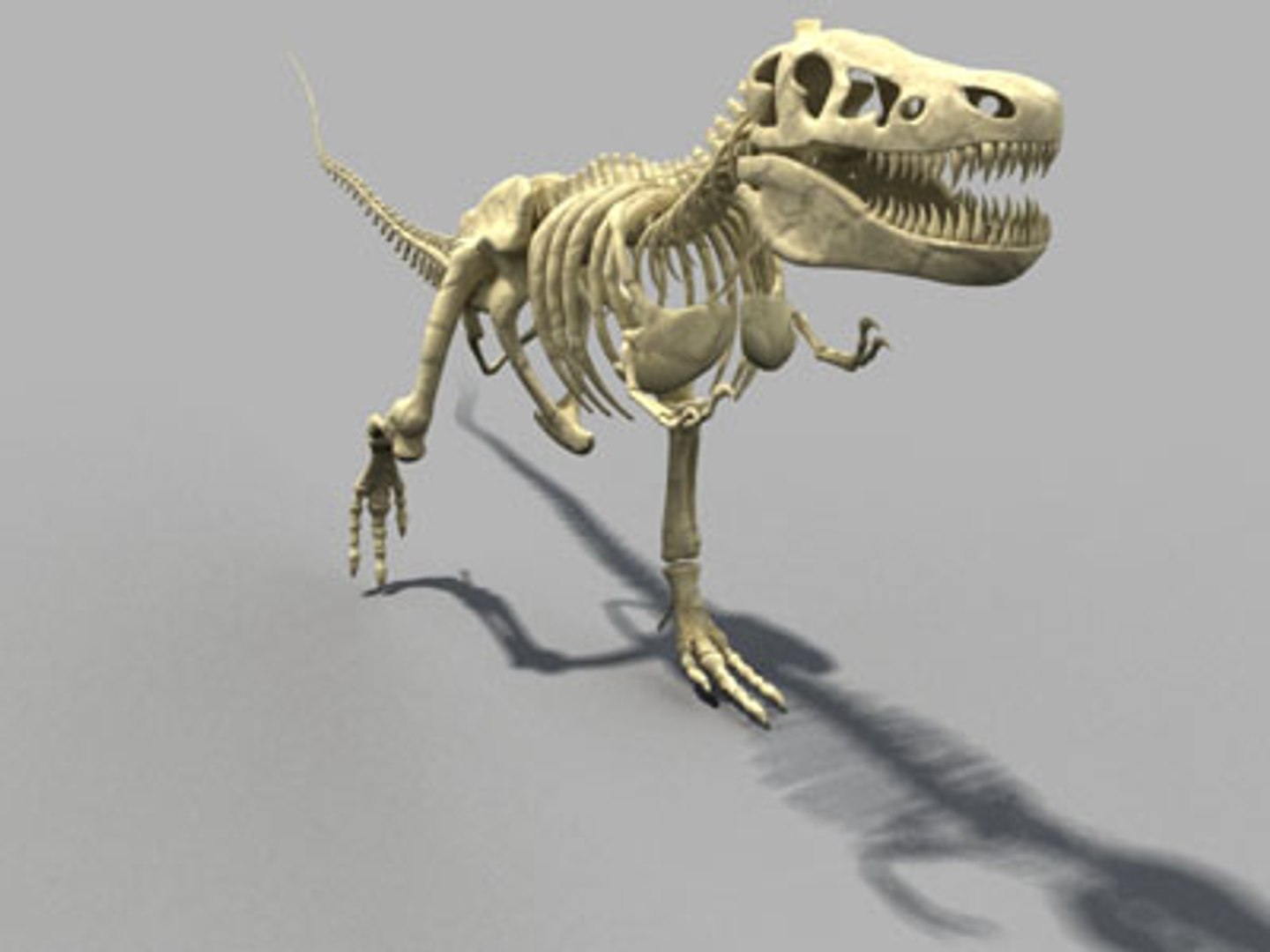 T-rex Skeletons 3d Model