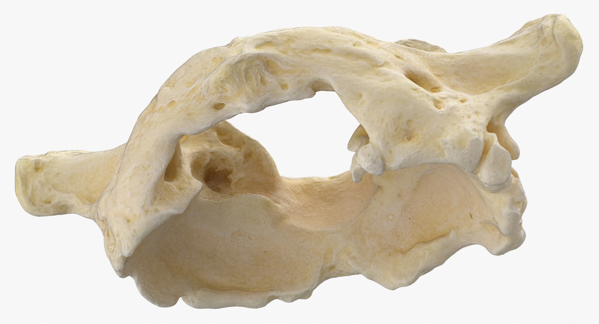 3D Pavian Monkey Male Cervical Vertebrae C1 Atlas Model - TurboSquid ...