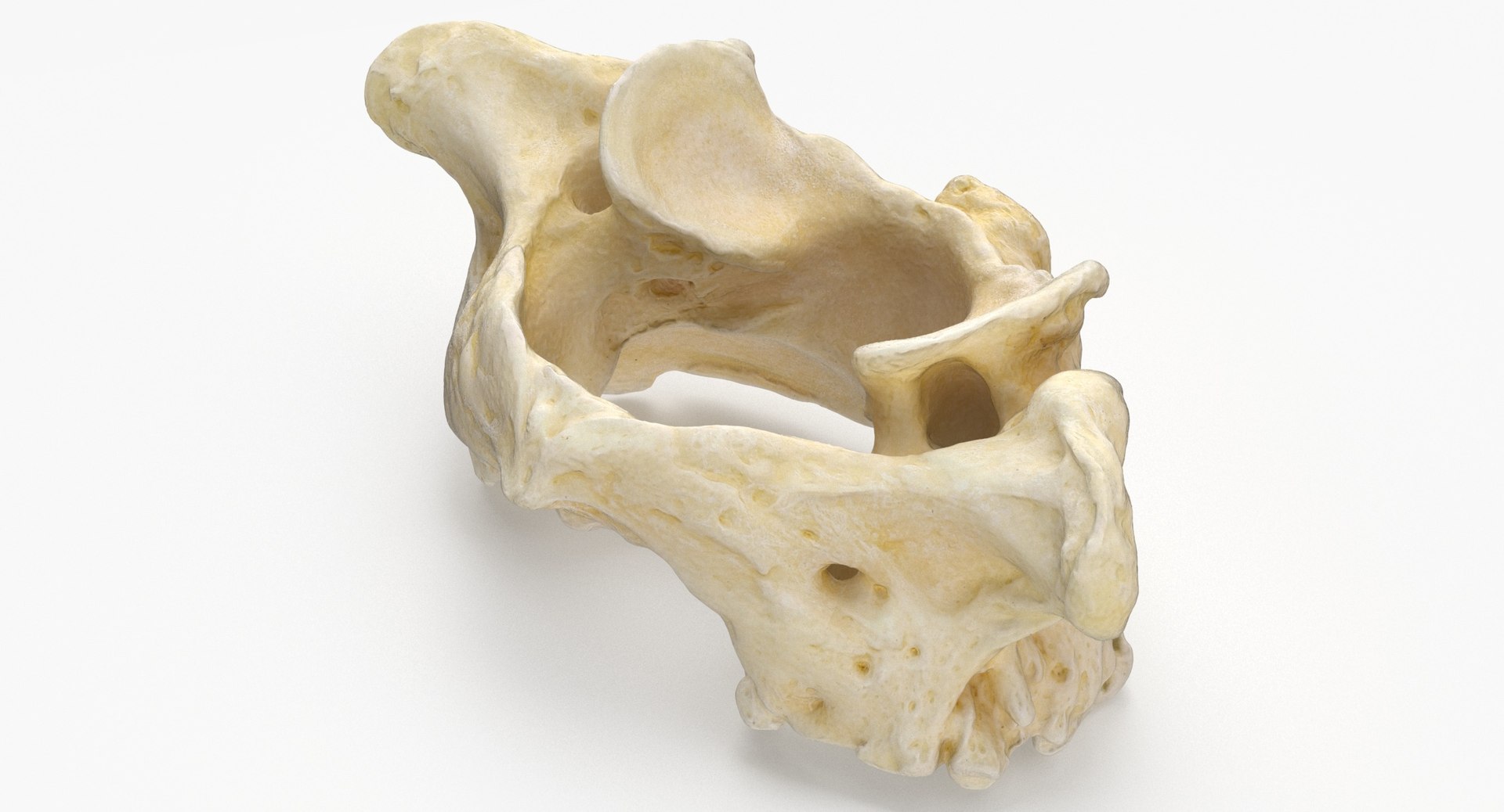 3D Pavian Monkey Male Cervical Vertebrae C1 Atlas model - TurboSquid ...