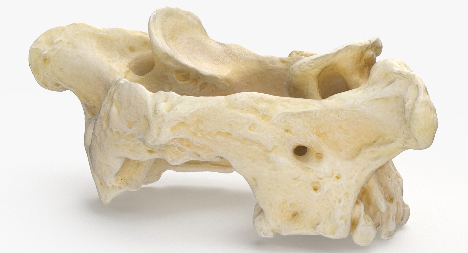3D Pavian Monkey Male Cervical Vertebrae C1 Atlas Model - TurboSquid ...