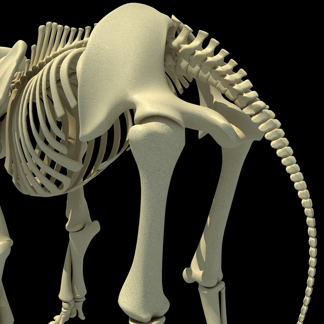3ds asian elephant skeleton