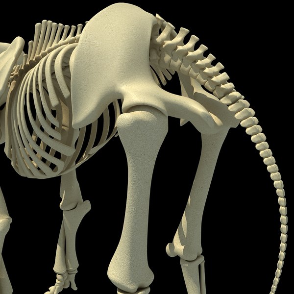 3ds asian elephant skeleton
