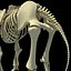 3ds Asian Elephant Skeleton