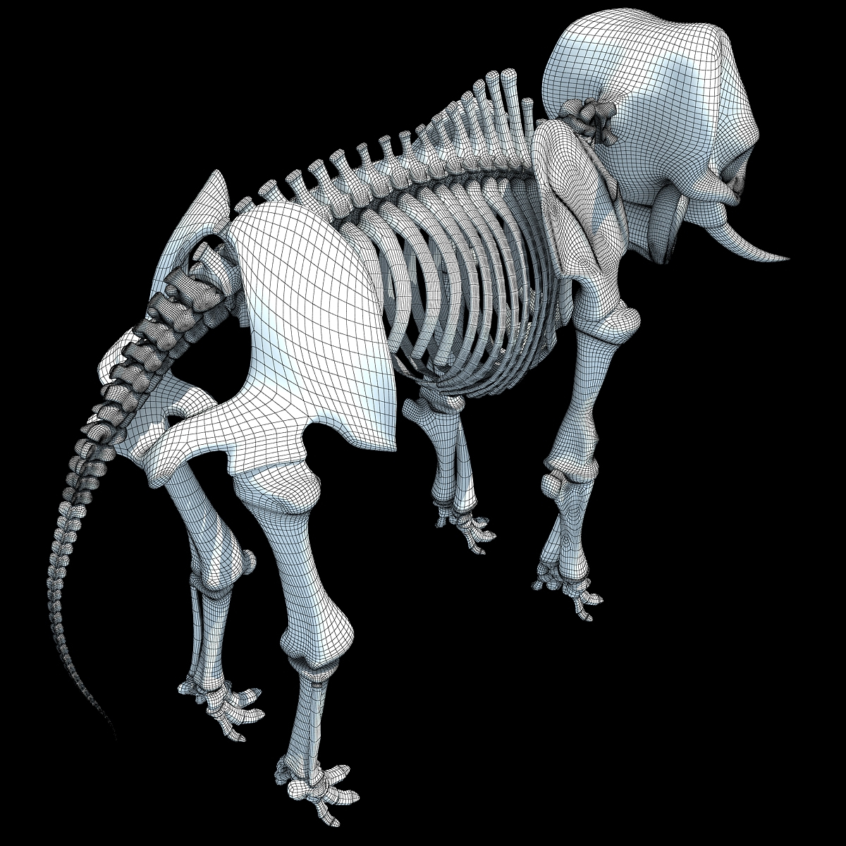 3ds asian elephant skeleton