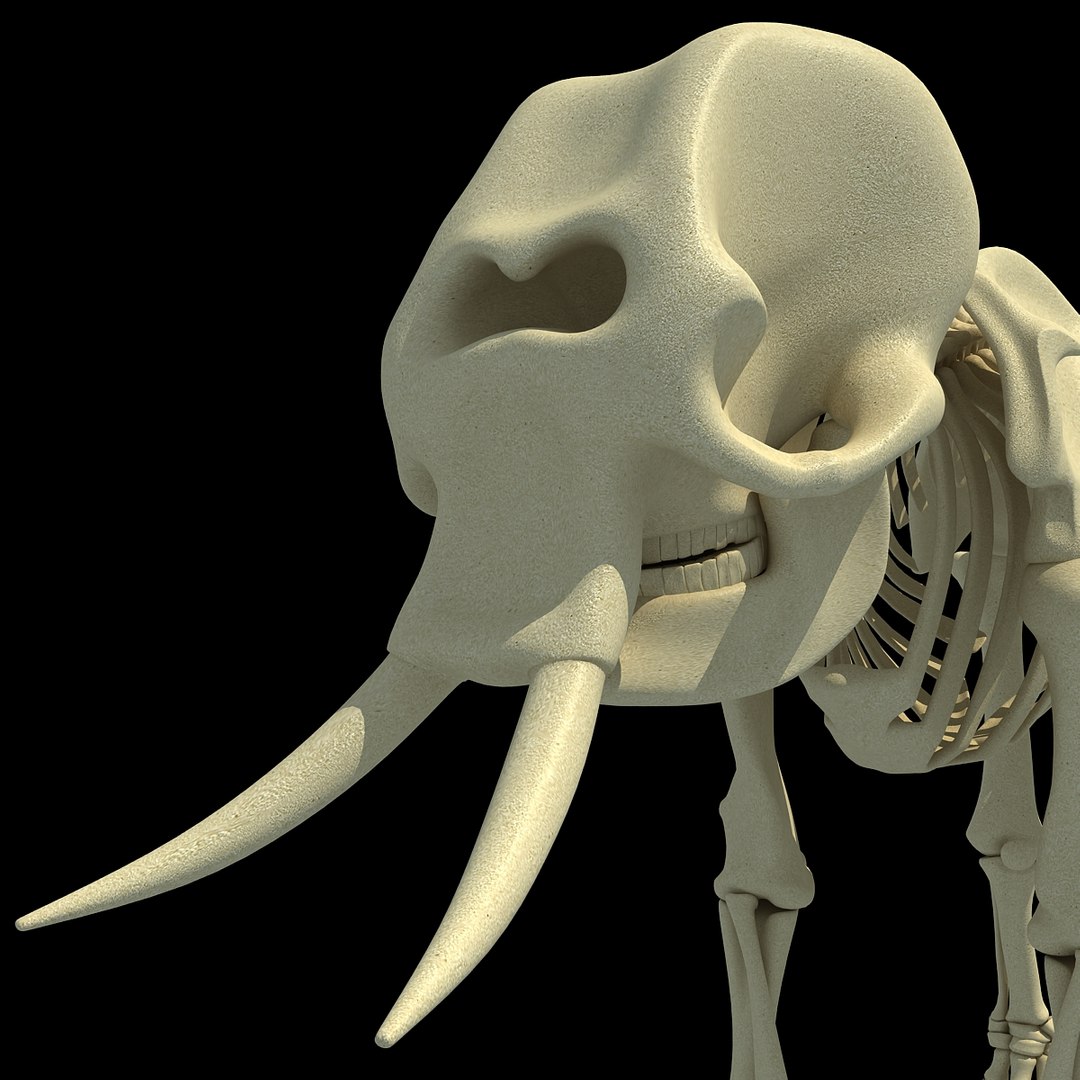 3ds Asian Elephant Skeleton