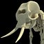 3ds Asian Elephant Skeleton