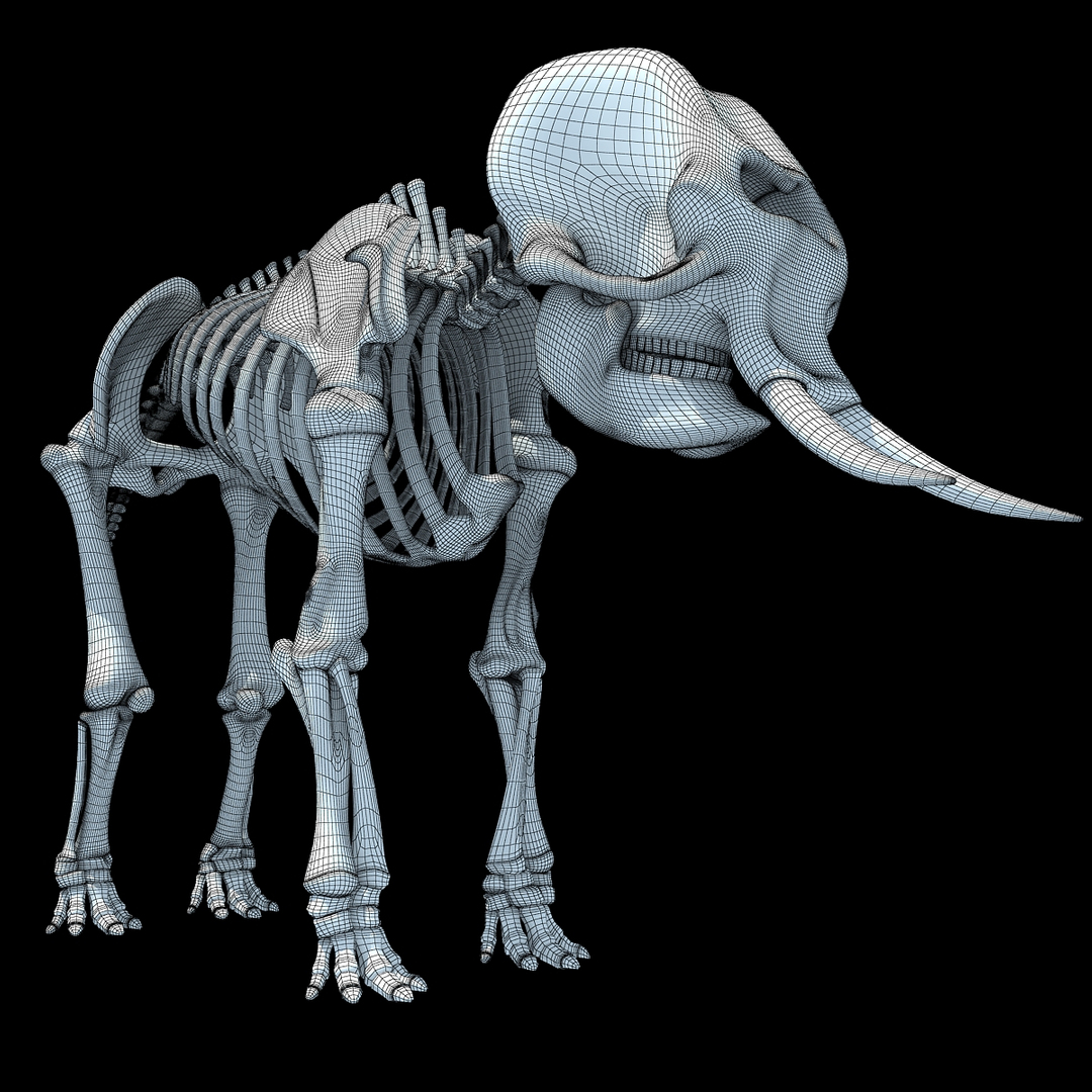 3ds asian elephant skeleton