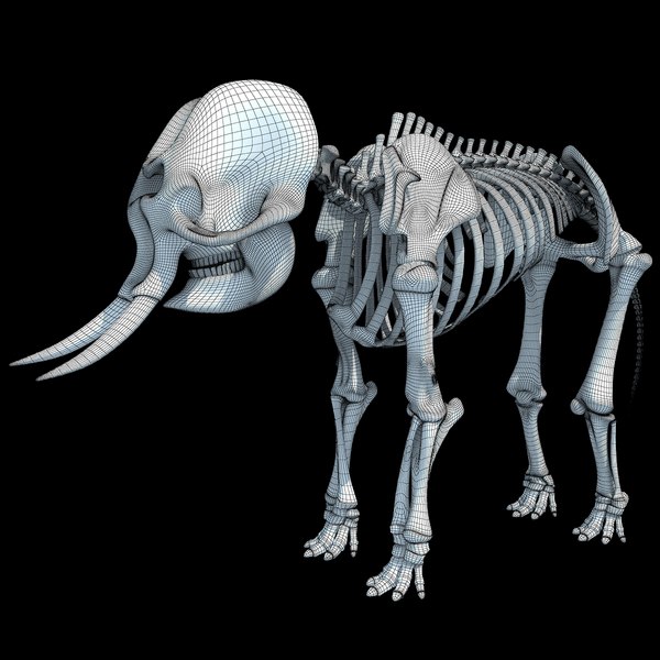 3ds asian elephant skeleton