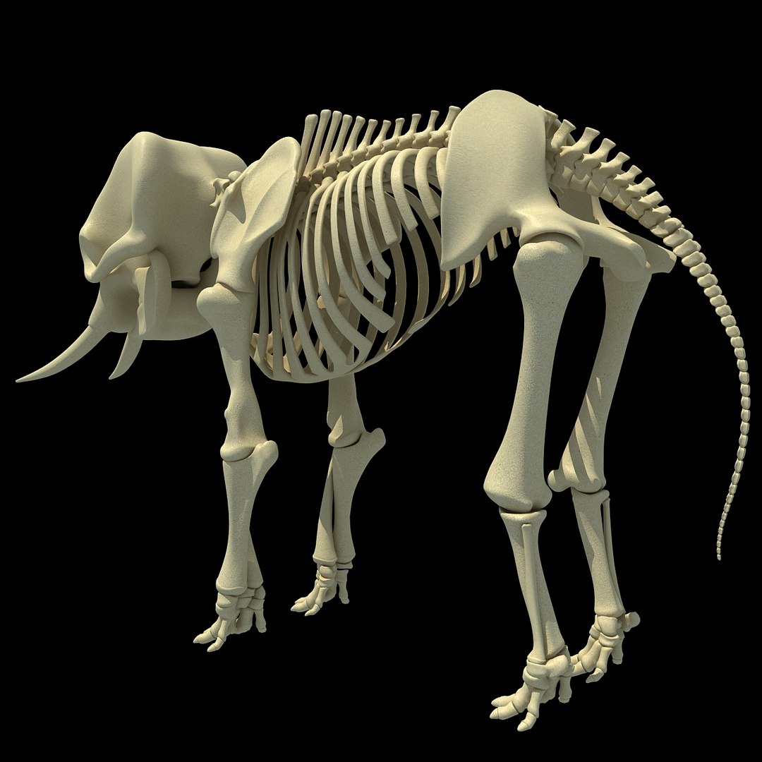 3ds Asian Elephant Skeleton