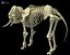 3ds Asian Elephant Skeleton