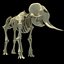 3ds Asian Elephant Skeleton