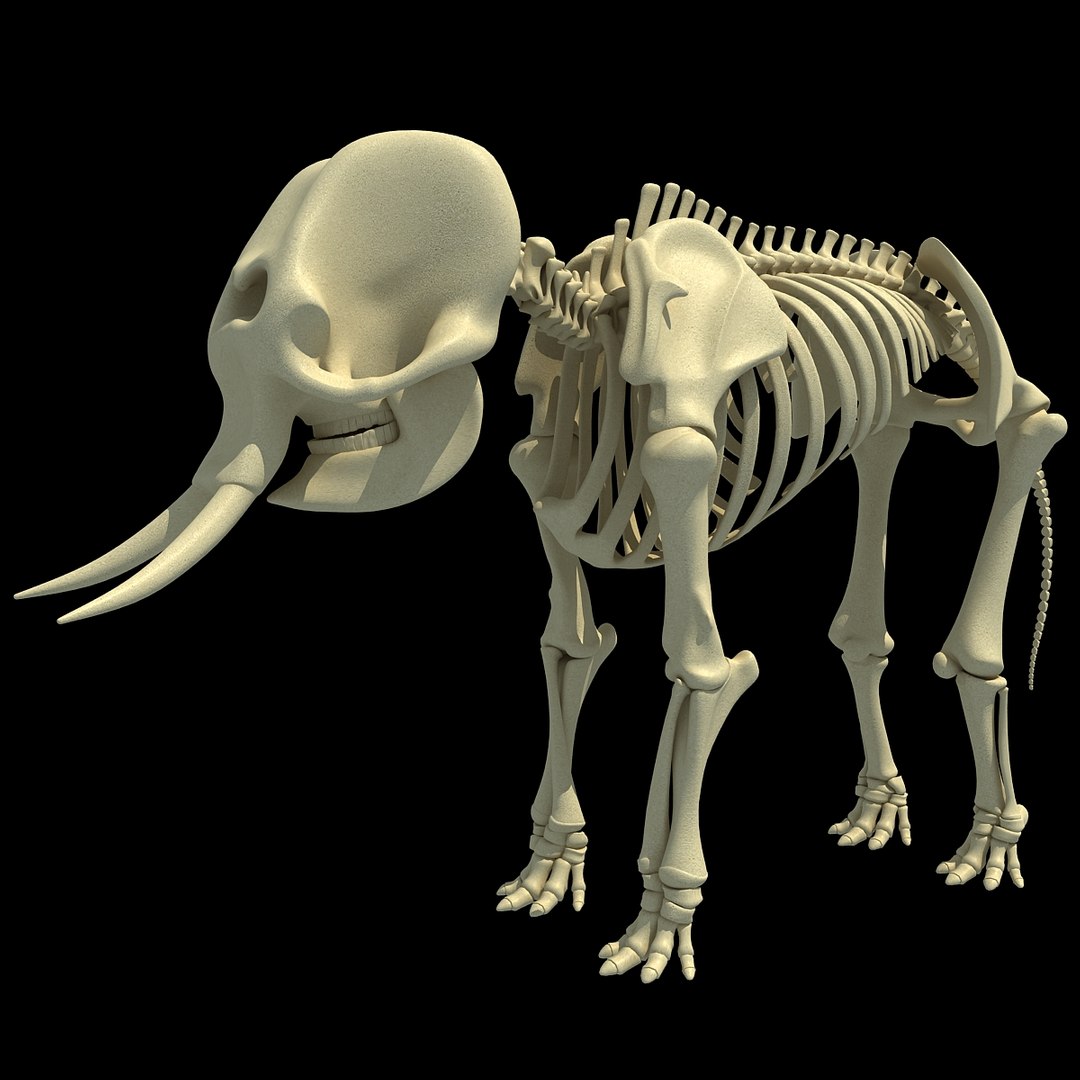 3ds Asian Elephant Skeleton