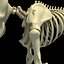 3ds Asian Elephant Skeleton