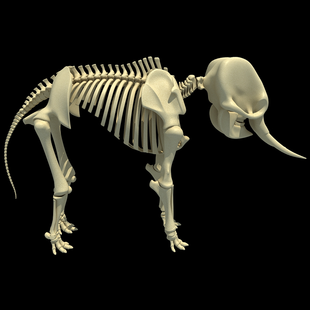 3ds asian elephant skeleton