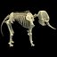 3ds Asian Elephant Skeleton