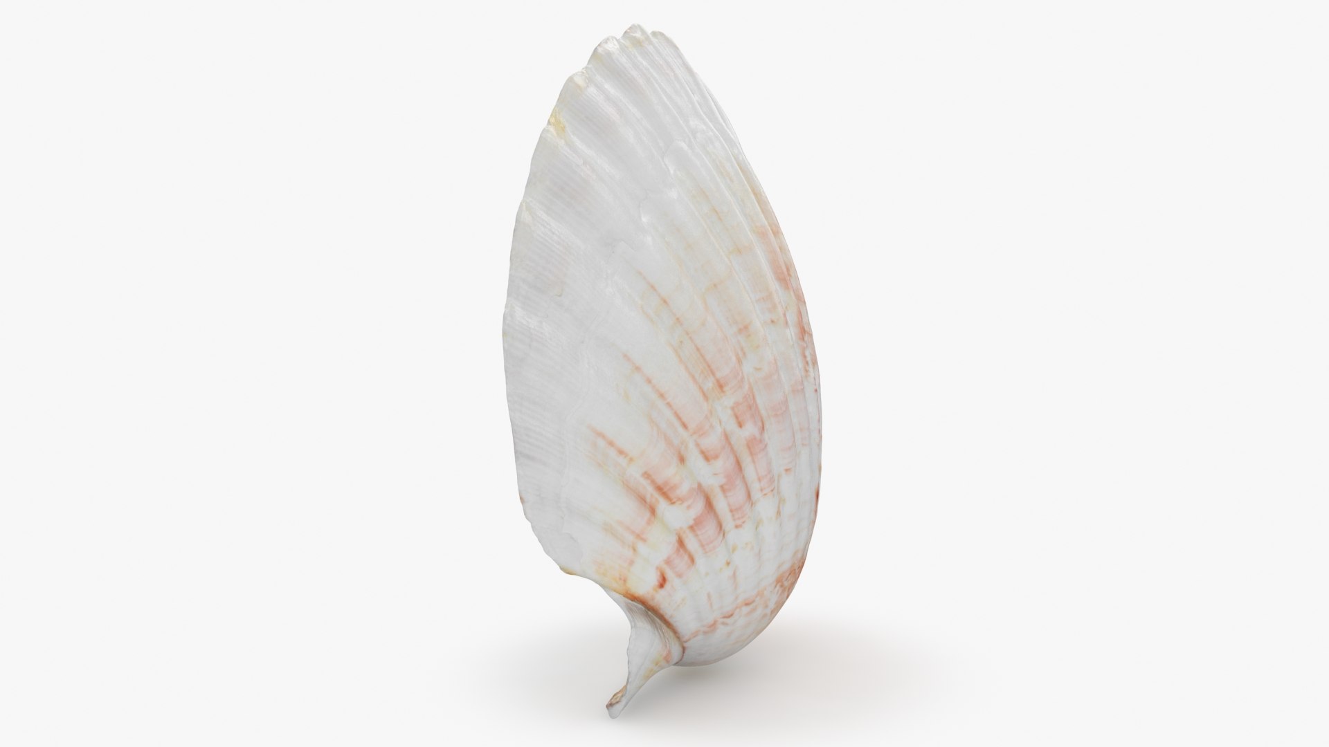 3D Model Clam Shell 04 - TurboSquid 2266430