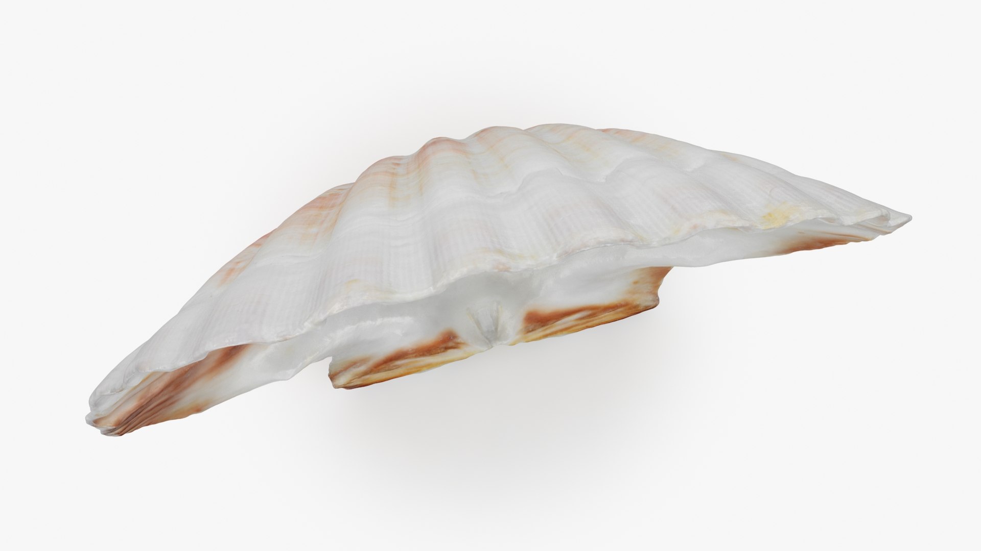 3D Model Clam Shell 04 - TurboSquid 2266430