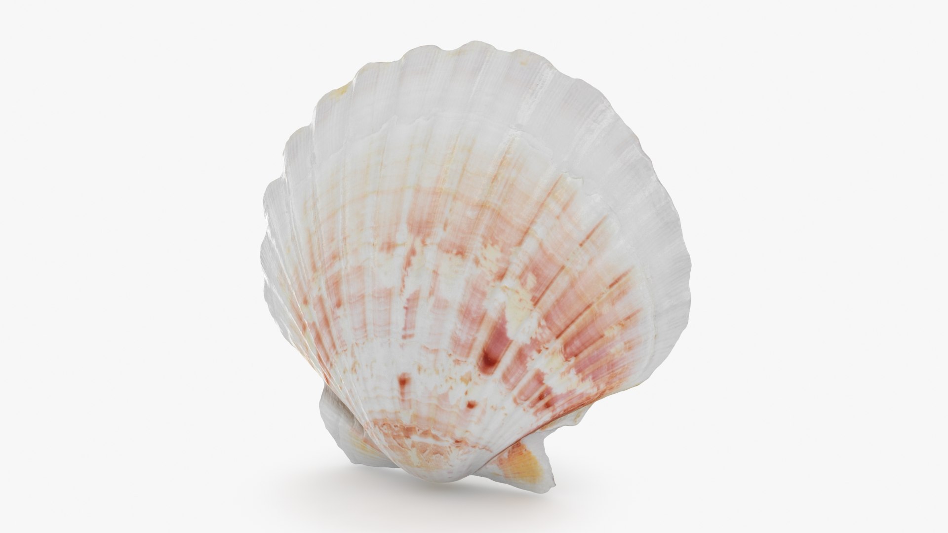 3D Model Clam Shell 04 - TurboSquid 2266430