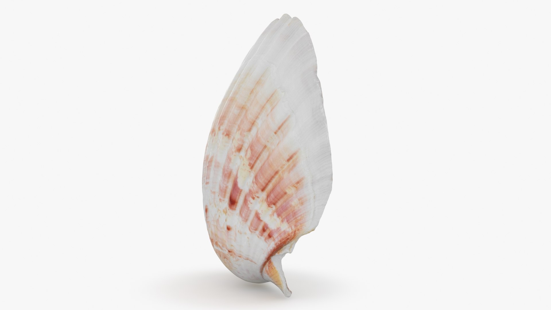 3D Model Clam Shell 04 - TurboSquid 2266430