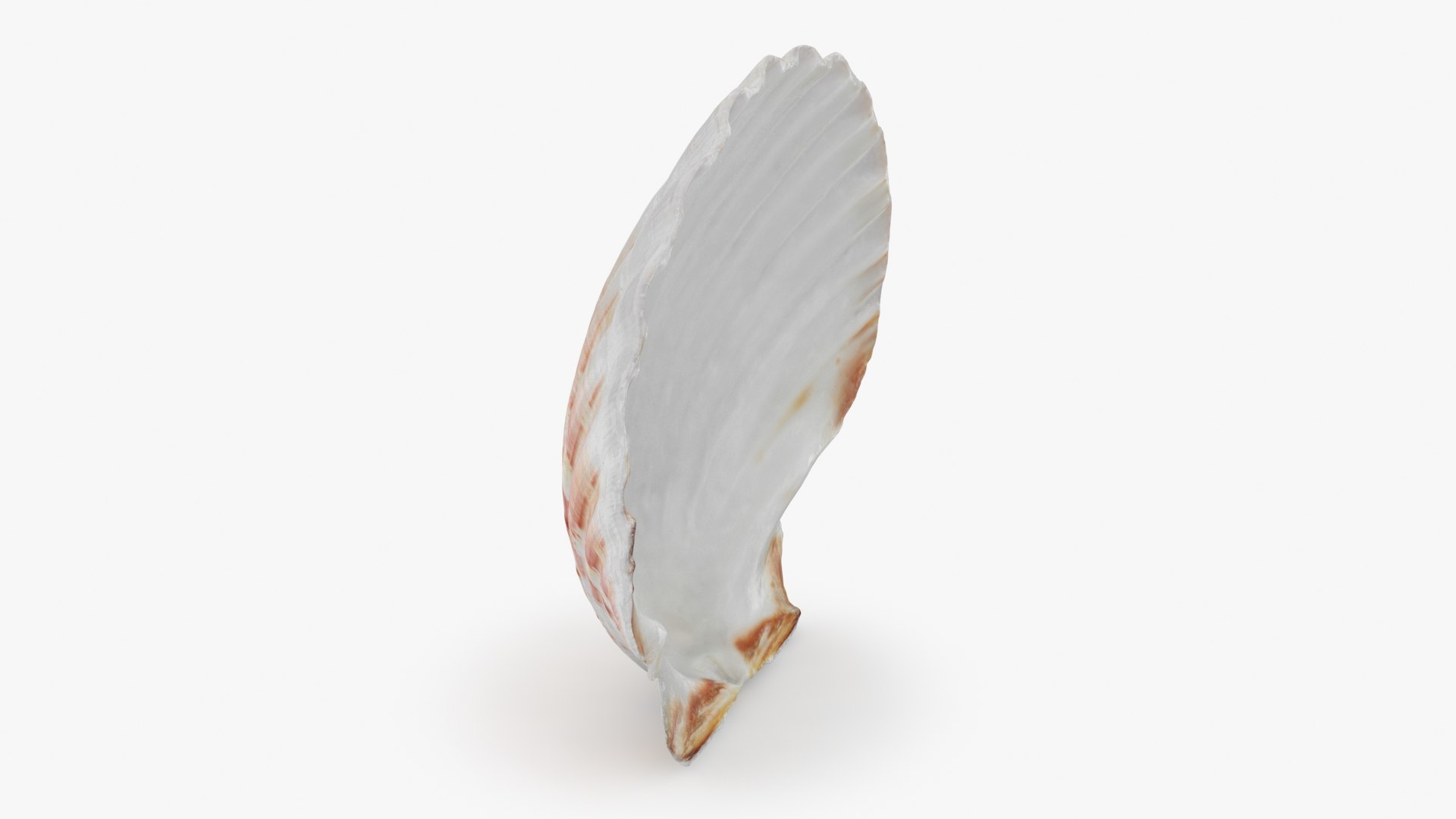 3D Model Clam Shell 04 - TurboSquid 2266430