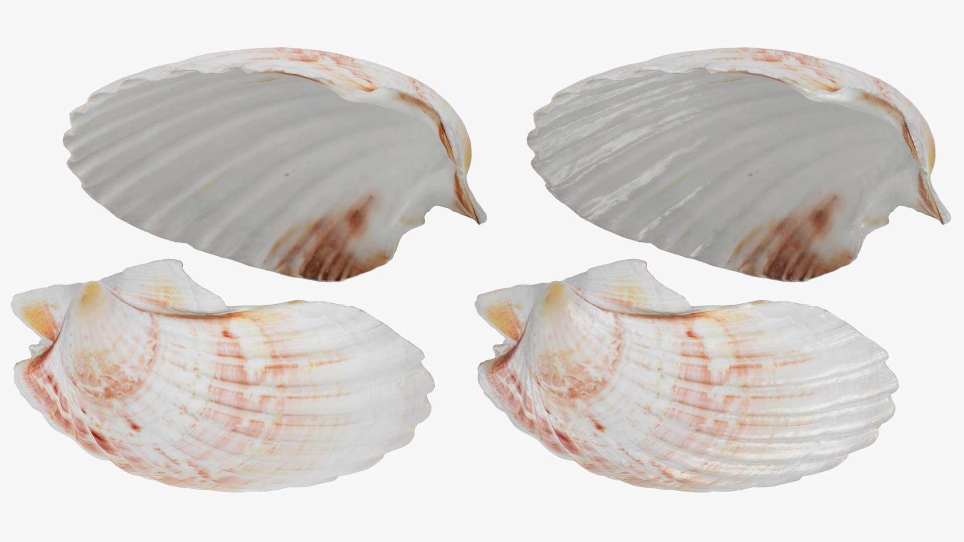 3D Model Clam Shell 04 - TurboSquid 2266430