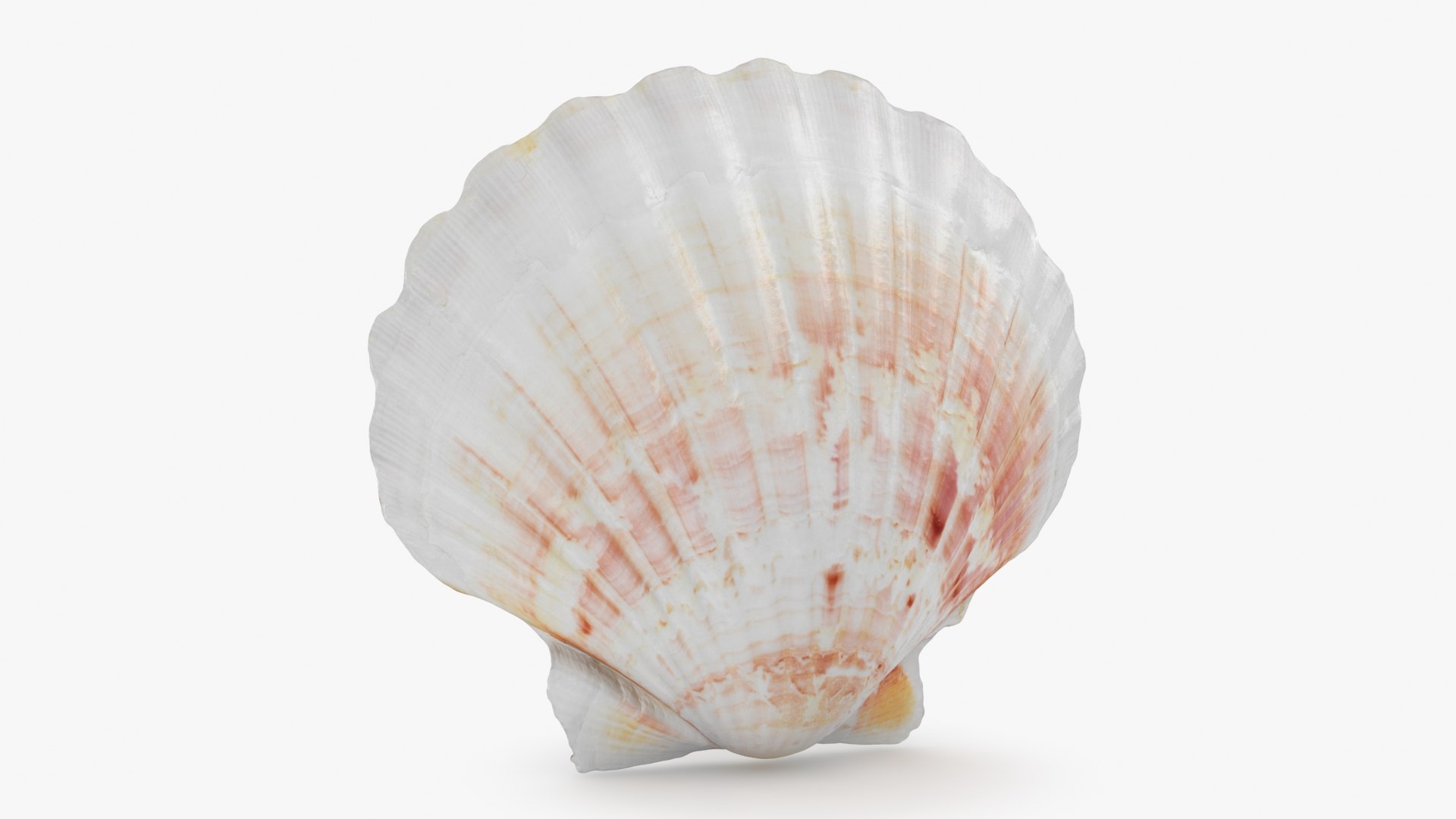 3D Model Clam Shell 04 - TurboSquid 2266430