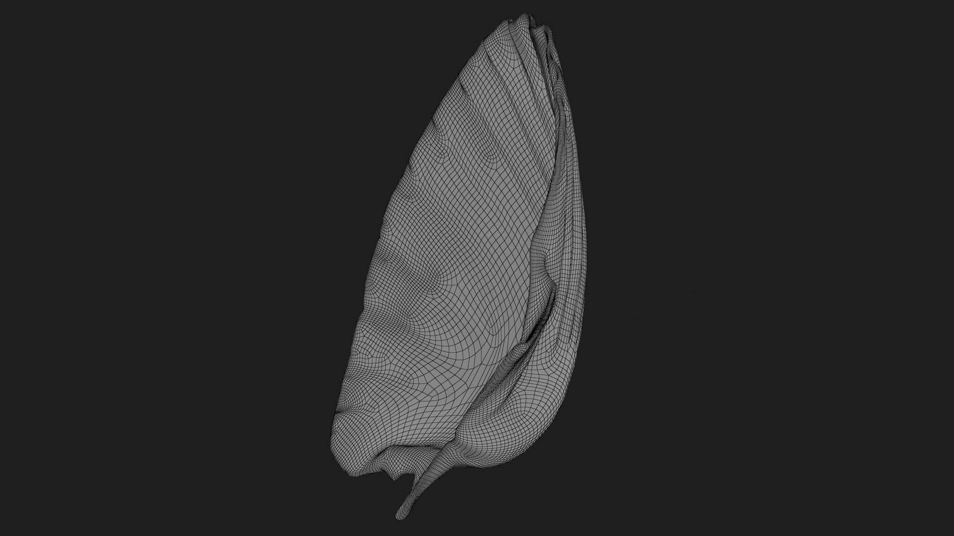 3D Model Clam Shell 04 - TurboSquid 2266430