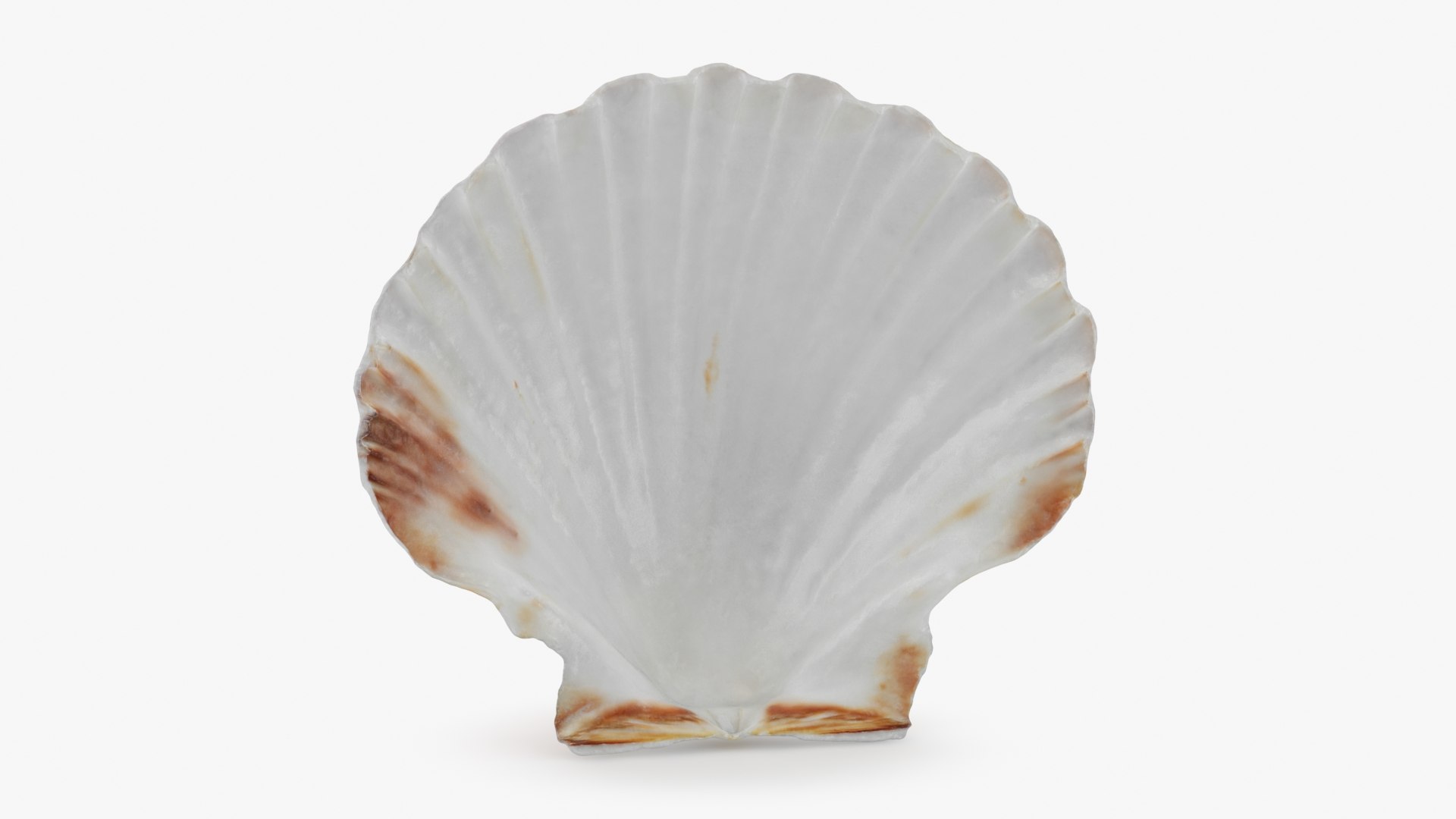 3D Model Clam Shell 04 - TurboSquid 2266430