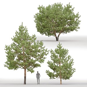 3D pine tree - TurboSquid 1696709