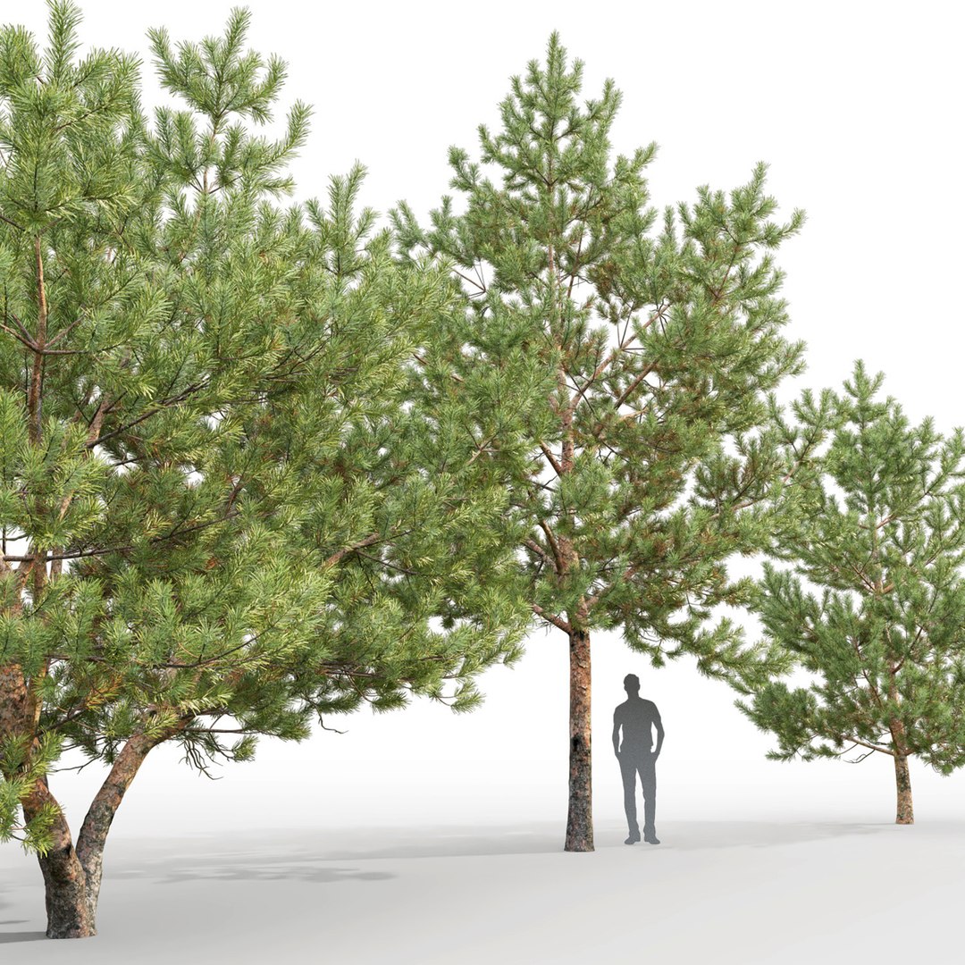 Tree pine pinus 3D model - TurboSquid 1673402