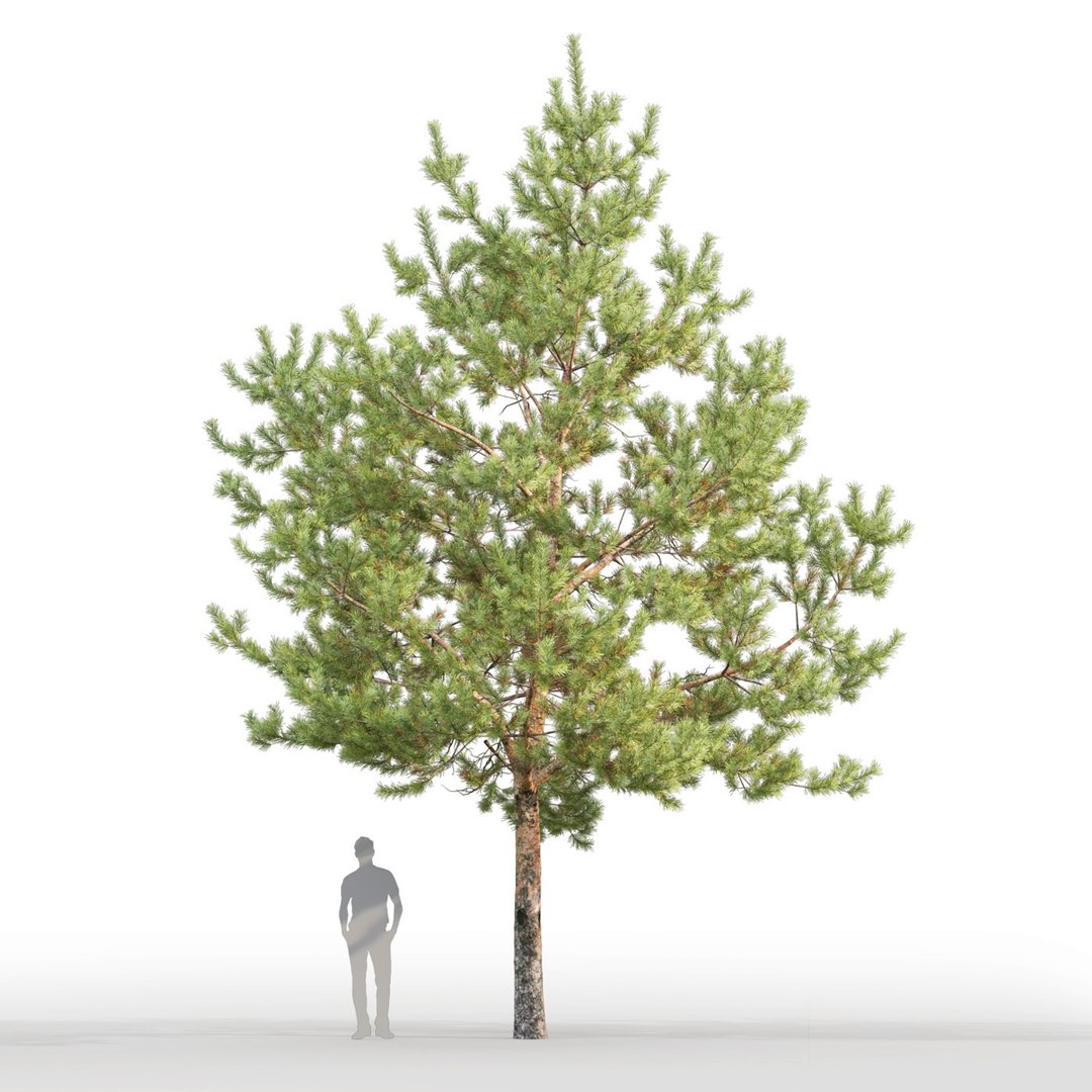 Tree pine pinus 3D model - TurboSquid 1673402