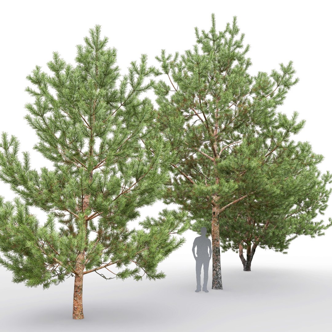 Tree pine pinus 3D model - TurboSquid 1673402