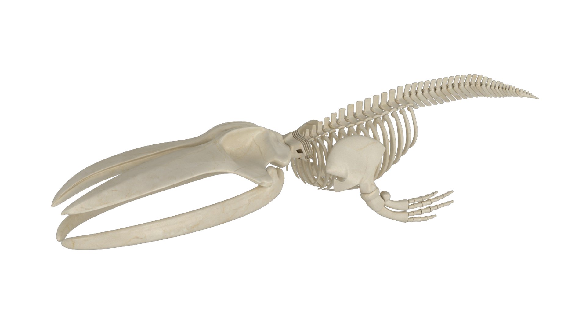 Blue Whale Skeleton 3D Model - TurboSquid 1341786
